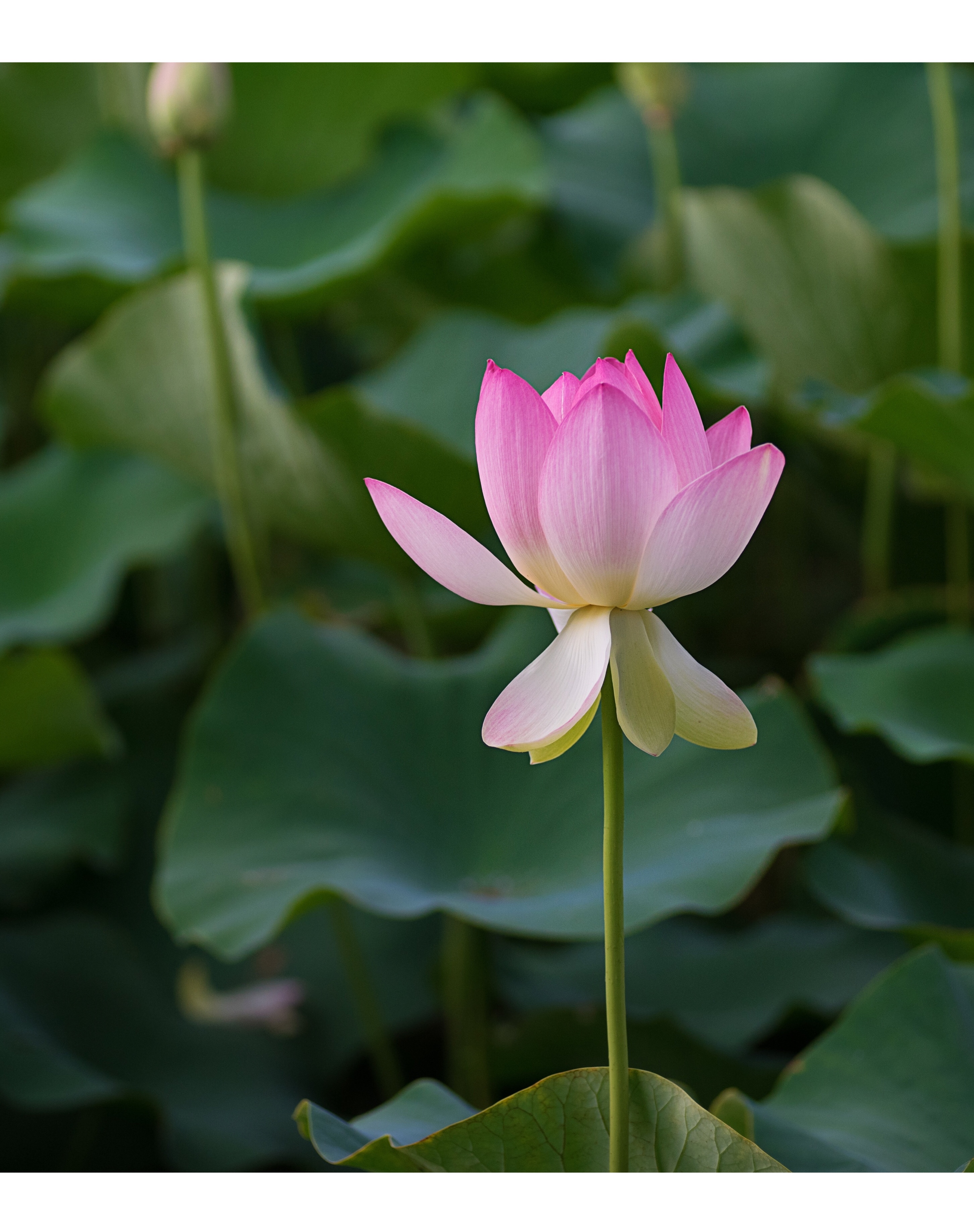 Discover Yourself Like a Lotus Flower in a Muddy Pond, Beautiful and ...