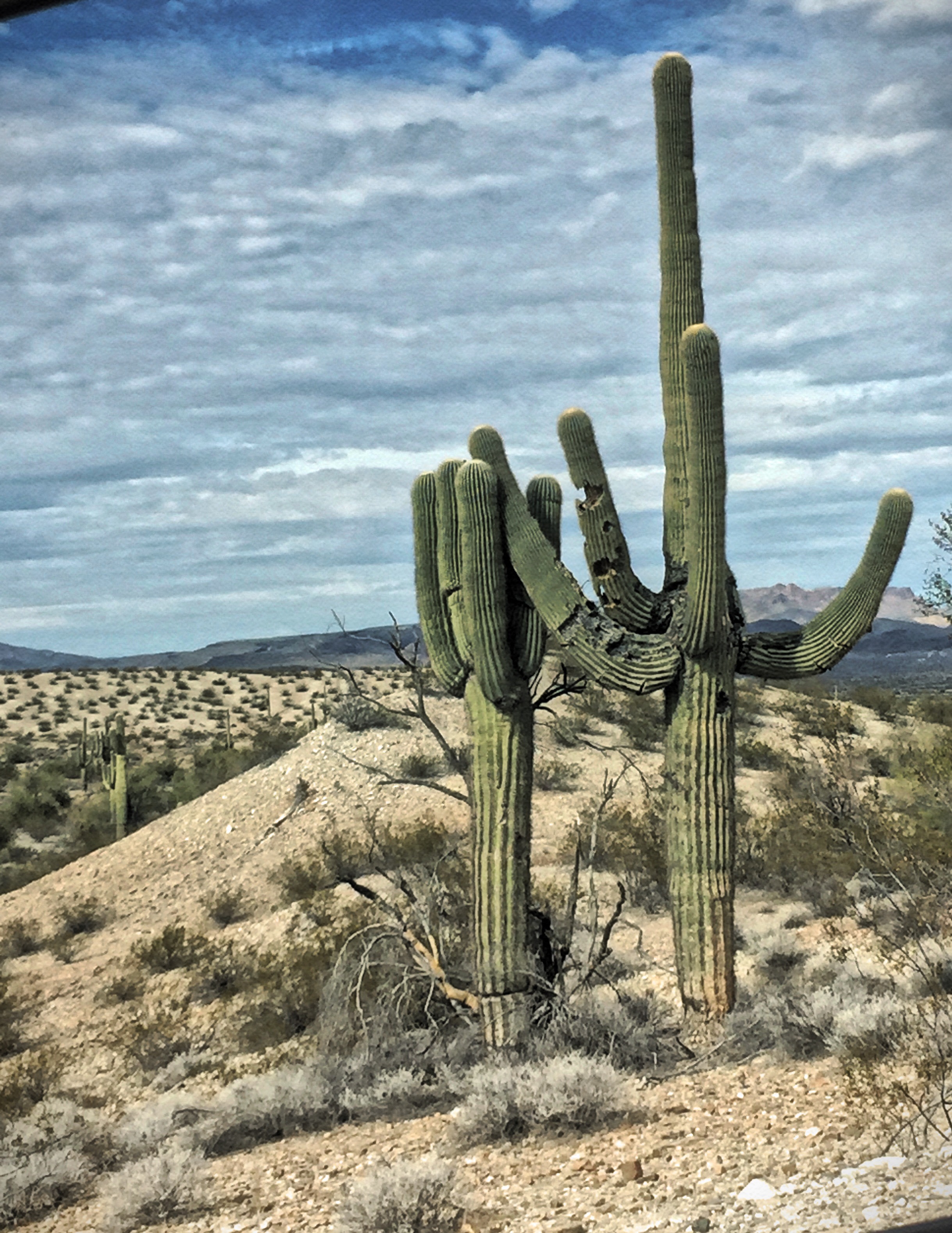 You Must Learn One Thing – Joyce McCluskey Photography